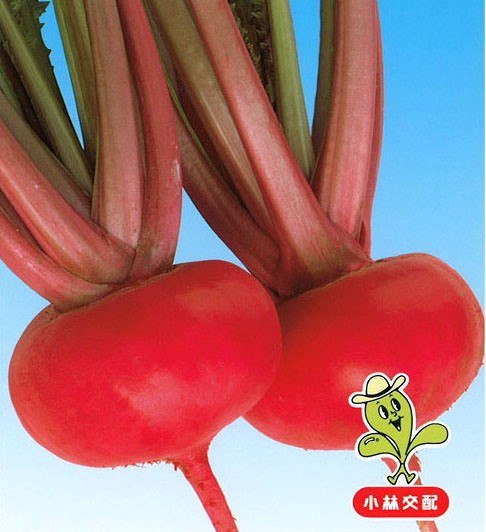 WHITE BOXSTER | product | Kobayashi Seed Co.,Ltd.